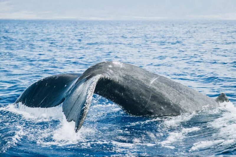 Afternoon Whale Watch from Lahaina - Pricing and Value