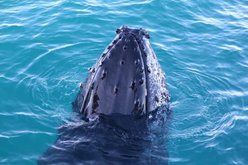 Afternoon Whale Watching Cruise in Broome - Pricing & Value Analysis