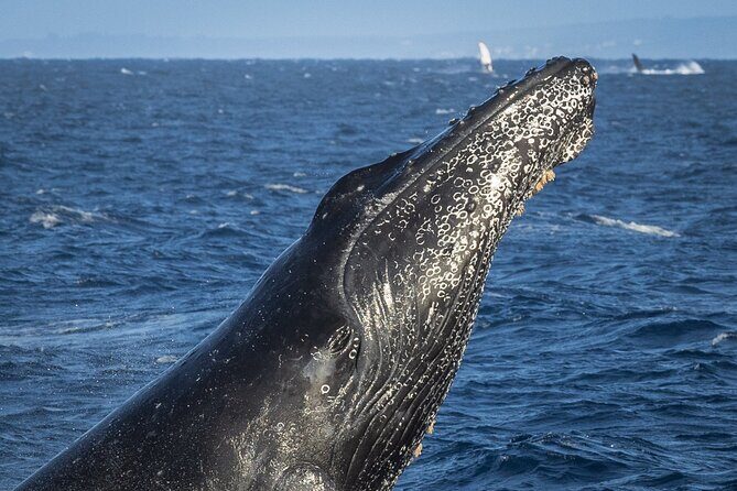 Afternoon Whale Watching Tour in Maui with Dinner - FAQs