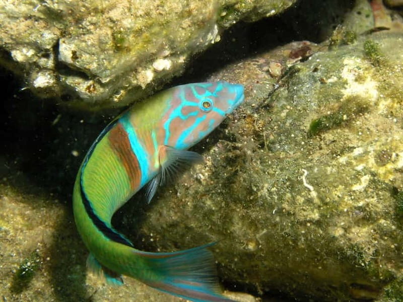 Agia Pelagia: Introduction to Scuba Diving (2 Dives) - Key Points
