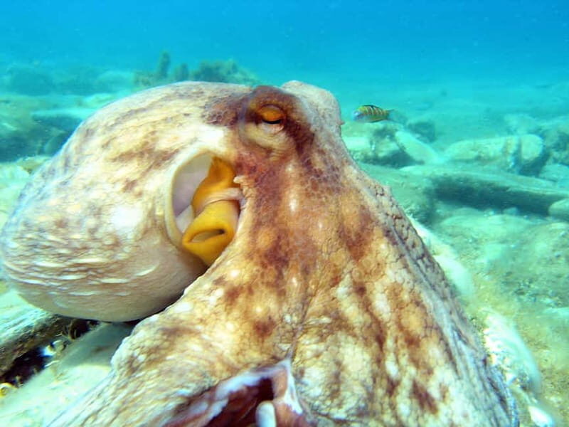 Agia Pelagia: Introduction to Scuba Diving (2 Dives) - What Travelers Say