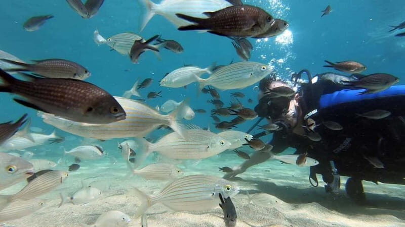 Agia Pelagia: PADI Open Water Diver International Course - Cost and Value
