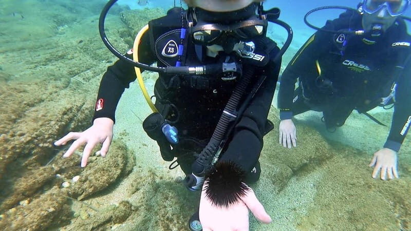 Agia Pelagia: PADI Open Water Diver International Course - Real Traveler Feedback
