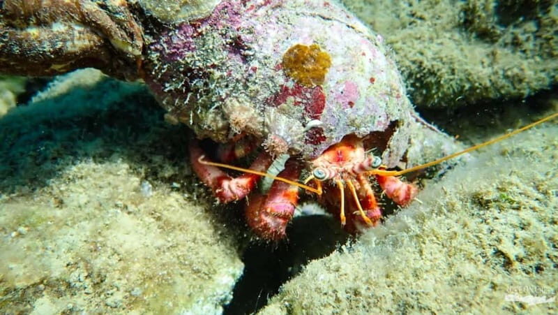 Agia Pelagia: Scuba Diving Activity for Children - Why Choose This Experience?