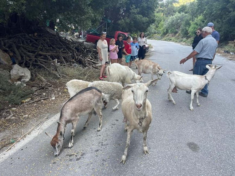 Agios Nikolaos: Lasithi Plateau Day Trip - Who Is This Tour Best For?