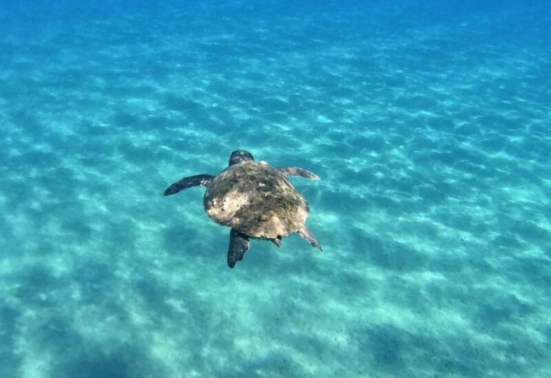 Agios Sostis: Marathonissi, Keri Caves, and Turtle Spotting - Who Will Love This Tour?