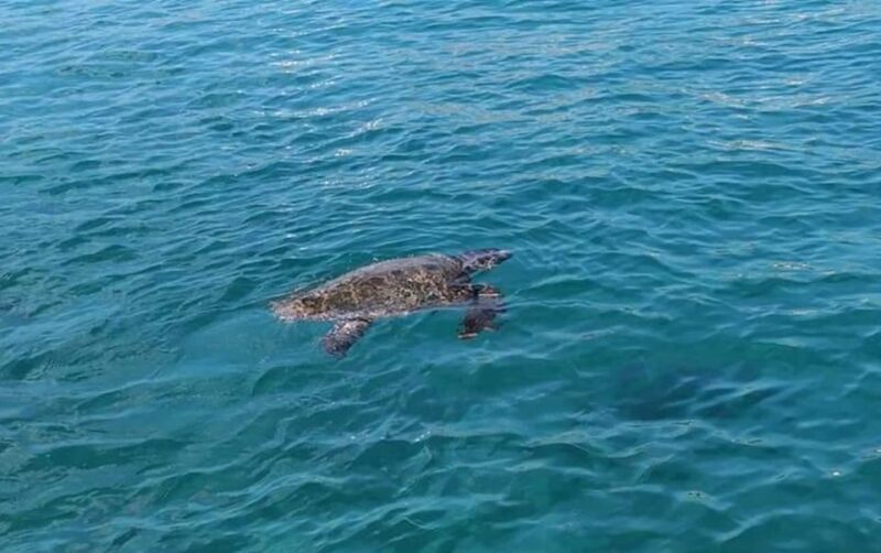 Agios Sostis: Marathonissi, Keri Caves, and Turtle Spotting - FAQ