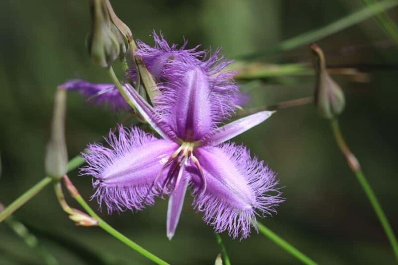 Agnes Water: BushTracks Eco Tour with local guide - What Makes the BushTracks Eco Tour Stand Out