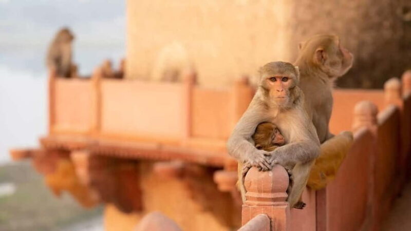 Agra: Monkey Safari Guided Walking Tour - Key Points