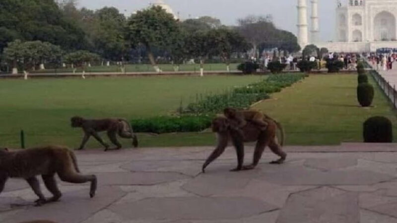 Agra: Monkey Safari Guided Walking Tour - An Honest Look at the Monkey Safari Experience