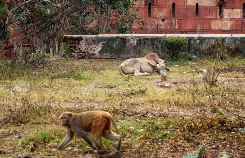 Agra: Monkey Safari Guided Walking Tour - Authentic Encounters: Why Guides Make the Difference