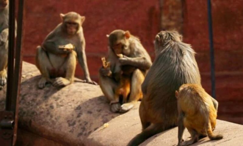 Agra- Old market tour and Food Walk by TUK TUK - A Deep Dive into the Agra Old Market and Food Walk Experience