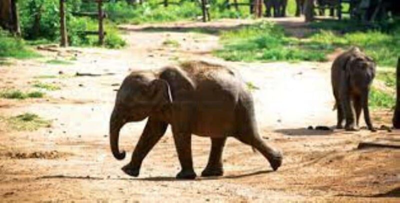 Agra: Skip the Line Taj Mahal & Elephant SOS Tour with Lunch - Authenticity and Real Guest Perspectives