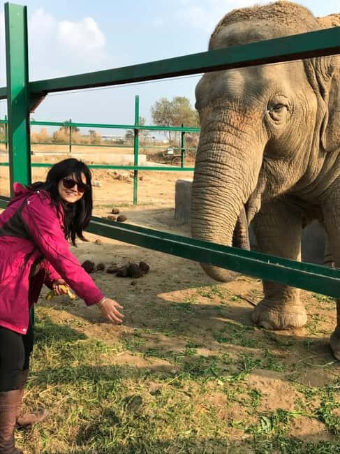 Agra: Skip the Line Taj Mahal & Elephant SOS Tour with Lunch - The Sum Up