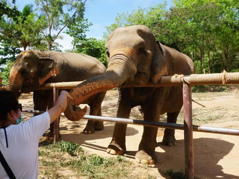 Agra: Sunrise Taj Mahal, Agra Fort & Wildlife SOS Tour - The Real Value of This Tour