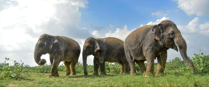 Agra: Sunrise Taj Mahal Tour & Elephant Sanctuary Day Tour - Transportation and Comfort
