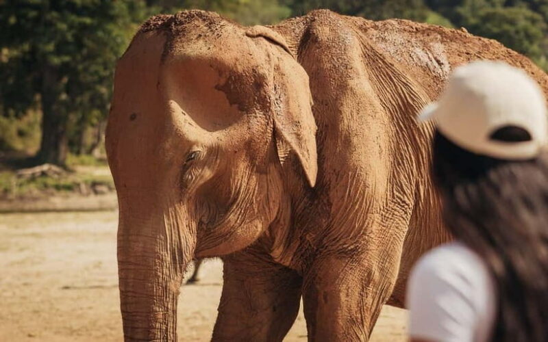 Agra: Taj Mahal, Agra Fort & Elephant Rescue Centre Tour - Key Points