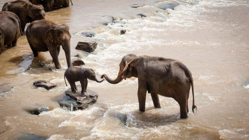 Agra: Taj Mahal Sunrise Tour with Elephant Sanctuary - What’s Included and What to Keep in Mind