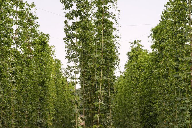 Agricultural Brewery Tour in the Roman Countryside - Who Should Consider This Tour