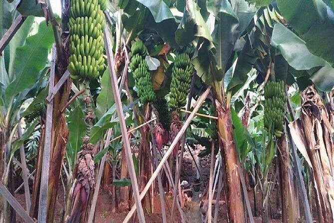 Agriculture Green Tour - Discovering the Authentic Side of Madeira: The Agriculture Green Tour