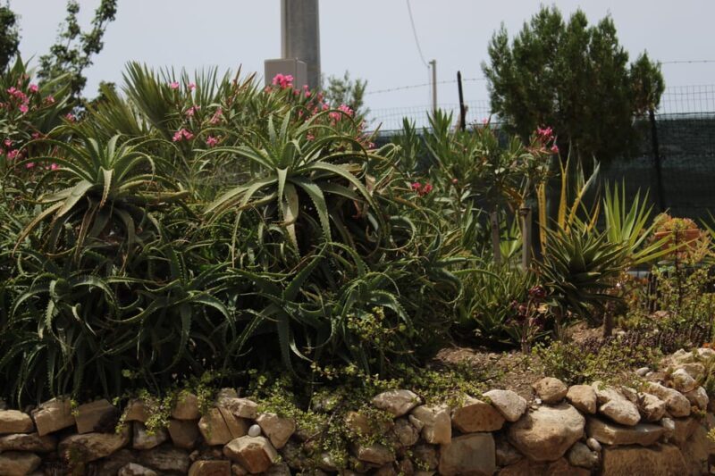 Agrigento: Wine tasting and walk in the vineyards. - An Overview of the Experience