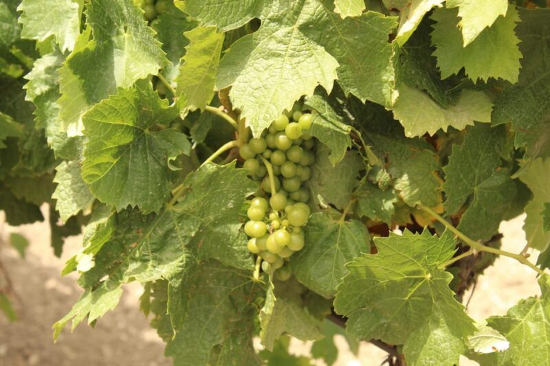 Agrigento: Wine tasting and walk in the vineyards. - Logistics: What You Need to Know