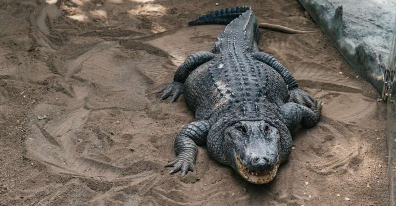 Agüimes: Cocodrilo Park Zoo Entry Ticket - Who Will Love Cocodrilo Park?