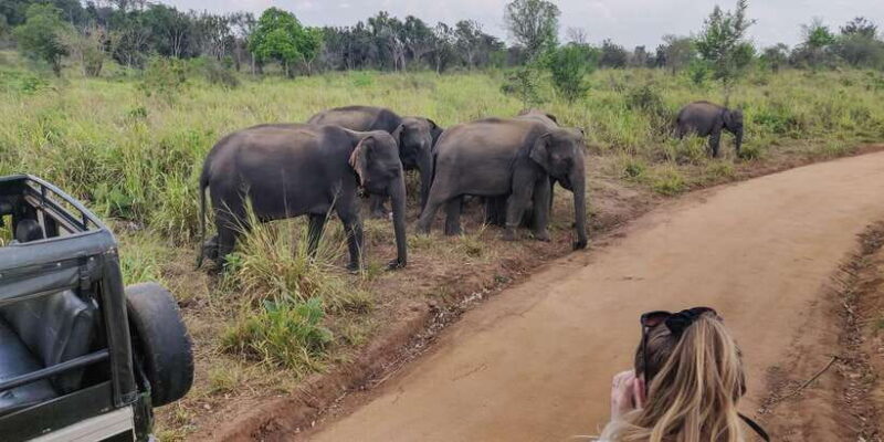 Ahangama: Udawalawe National Park Safari with Hotel Pickup - Key Points