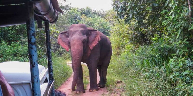 Ahangama: Udawalawe National Park Safari with Hotel Pickup - Transportation and Group Size