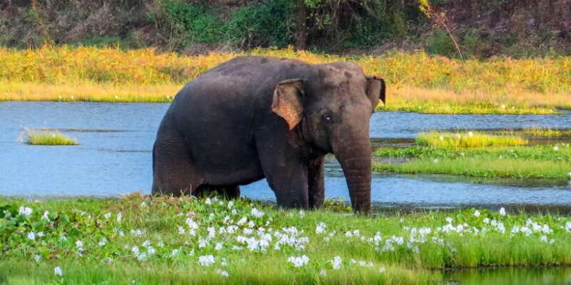 Ahangama: Udawalawe National Park Safari with Hotel Pickup - Final Thoughts