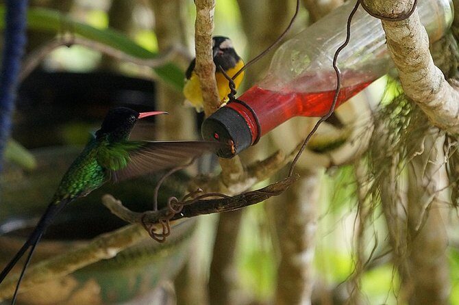 Ahhh Ras Natango Gallery and Garden Private Transfer - Value and Suitability