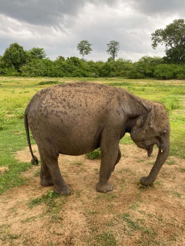 Ahungalla Riu Yala National Park Private Jeep Safari Tour - An In-Depth Look at the Safari Experience