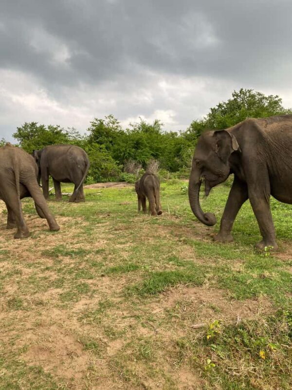 Ahungalla Riu Yala National Park Private Jeep Safari Tour - Who Should Consider This Tour?