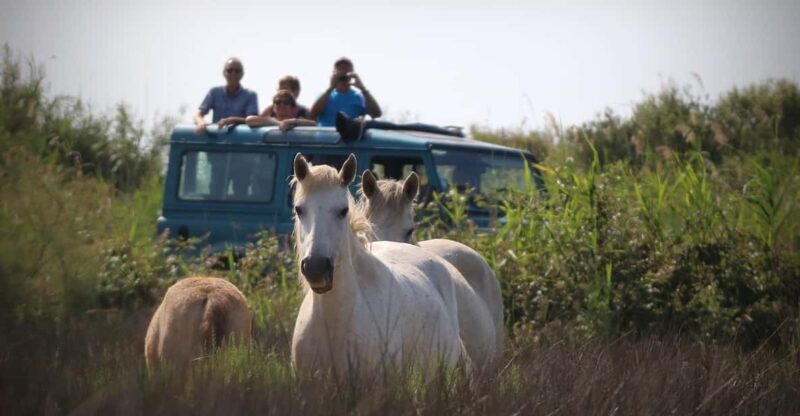 Aigues Mortes: Jeep Photo Safari in Camargue - Exploring the Camargue Jeep Photo Safari: What to Expect