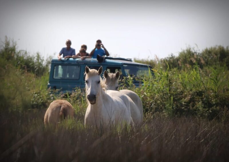 Aigues Mortes: Jeep Photo Safari in Camargue - The Practical Side: What’s Included and What to Prepare For