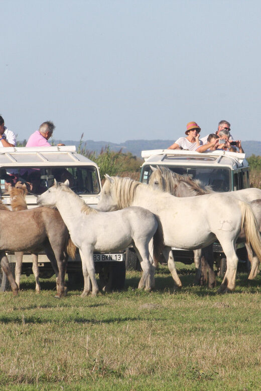 Aigues Mortes: Jeep Photo Safari in Camargue - The Value and Who Will Love It