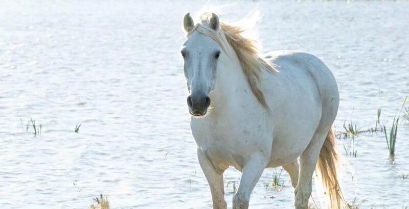 Aigues Mortes: safari en vélo - Ebike tour in Camargue - Practical Tips for Participants