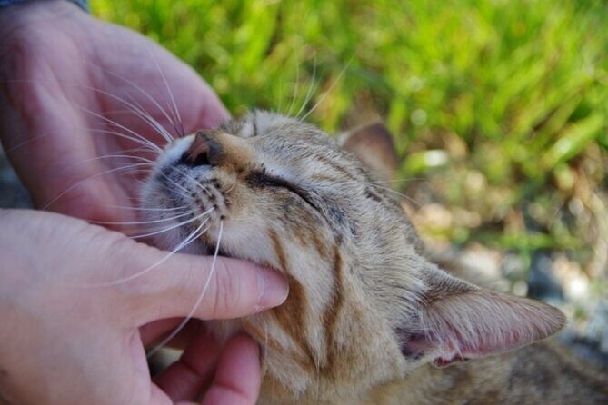 Ainoshima Cat Island Day Trip from Fukuoka - Key Points