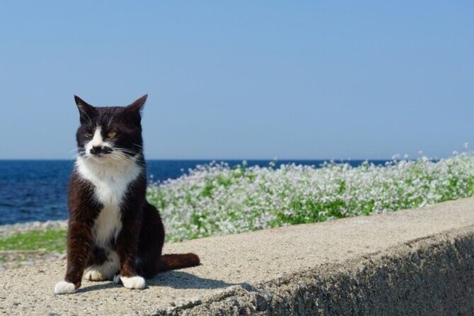 Ainoshima Cat Island Day Trip from Fukuoka - Exploring Ainoshima: History, Nature, and Cats