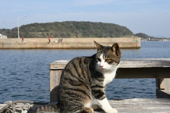 Ainoshima Cat Island Day Trip from Fukuoka - The Value Proposition