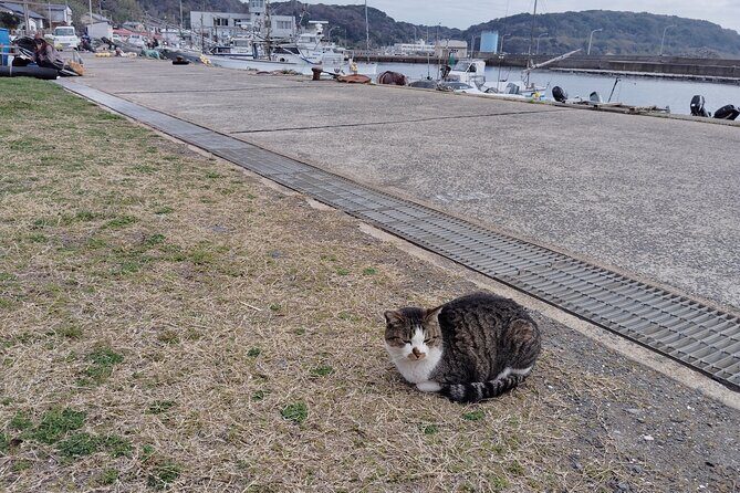 Ainoshima Island Cats Culture and Scenic Beauty Tour - Final Thoughts
