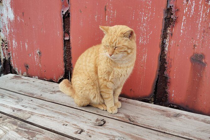 Ainoshima Island Private Cat Tour with Ferry Ride - Authentic Experiences and Unusual Encounters