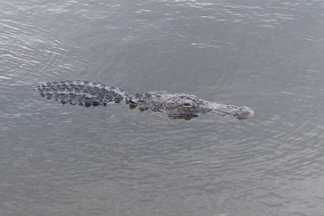 Air Boat Tour of Palm Beach in The Swamp Monster - The Itinerary in Detail
