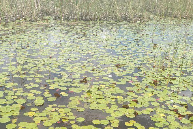 Air Boat Tour of Palm Beach in The Swamp Monster - The Sum Up