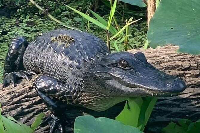 Airboat Adventure in Saint Augustine with a Guide - The Experience: What It’s All About