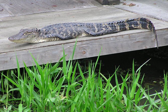 Airboat and Plantations Tour with Gourmet Lunch from New Orleans - Who Should Consider This Tour?