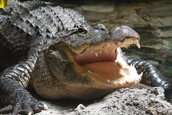 Airboat Rides in West Palm Beach Captain Wayne - Introduction