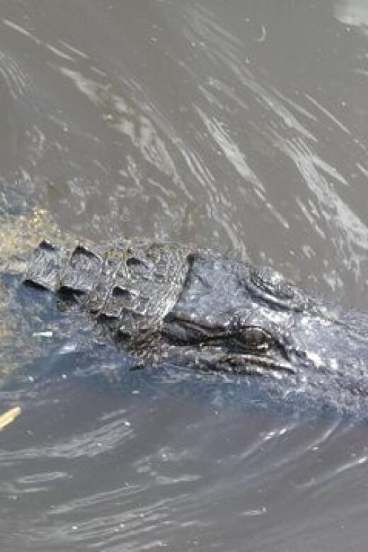 Airboat Tour of Louisiana Swamps - An Authentic Louisiana Swamp Adventure: Airboat Tour of Louisiana Swamps