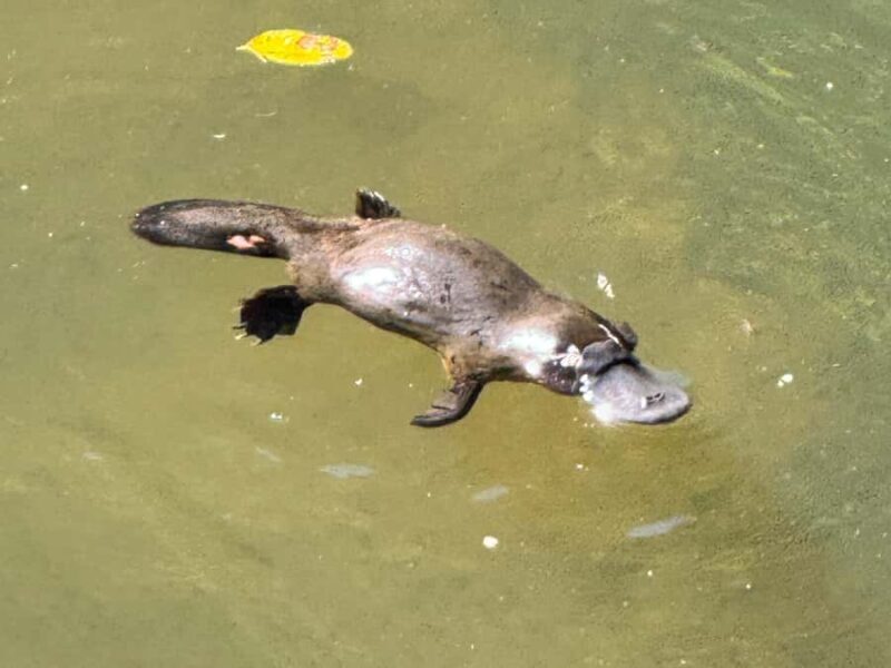 Airlie Beach: Eungella Wild Platypus Encounter - An Honest Look at the Experience
