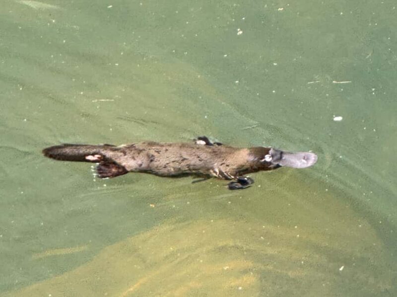 Airlie Beach: Eungella Wild Platypus Encounter - What Makes This Tour Stand Out?